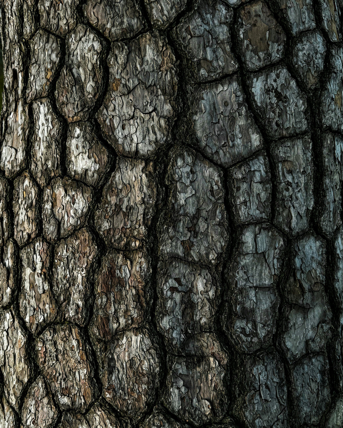 iPixel Face | Pfeffer Sal Advanced Skin Treatments